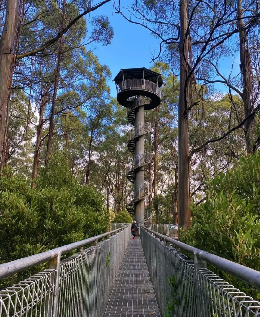 Exploring the Great Otway National Park