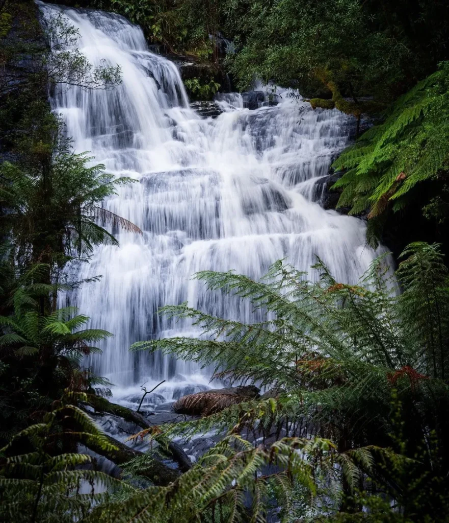 Exploring the Great Otway National Park
